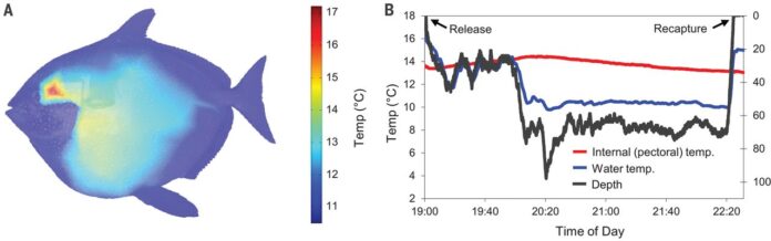 Warm-Blooded vs Cold-Blooded | Cosmic Conundrum